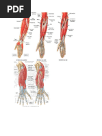 Thenar and Hypothenar Muscles Overview | PDF | Thumb | Hand