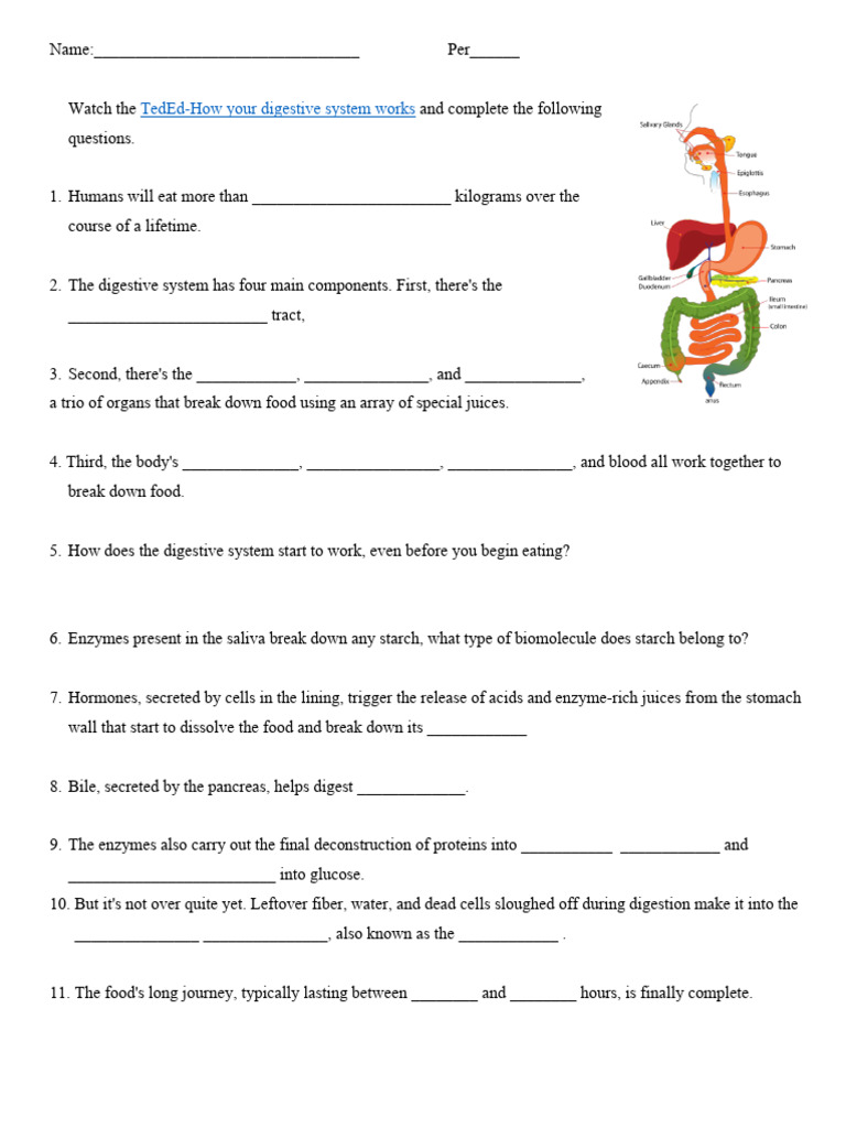Teded-How Your Digestive System Works | PDF