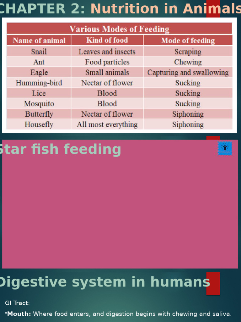 Animal Nutrition and Digestive Systems | PDF
