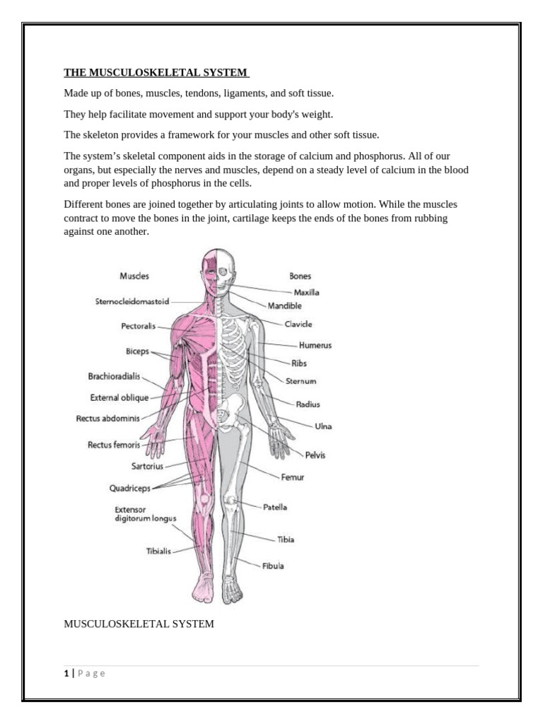 MUSCULOSKELETAL SYSTEM NOTES | PDF | Vertebra | Skeleton