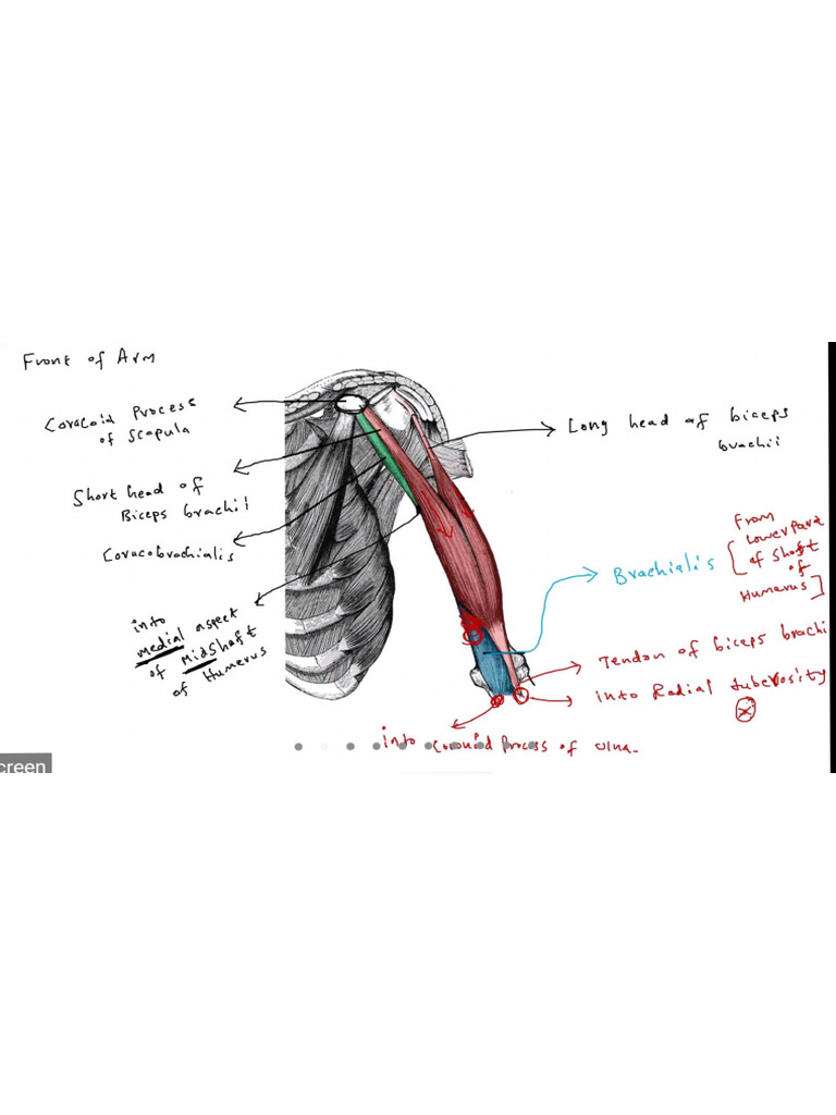 DK Arm Shoulder Joint | PDF