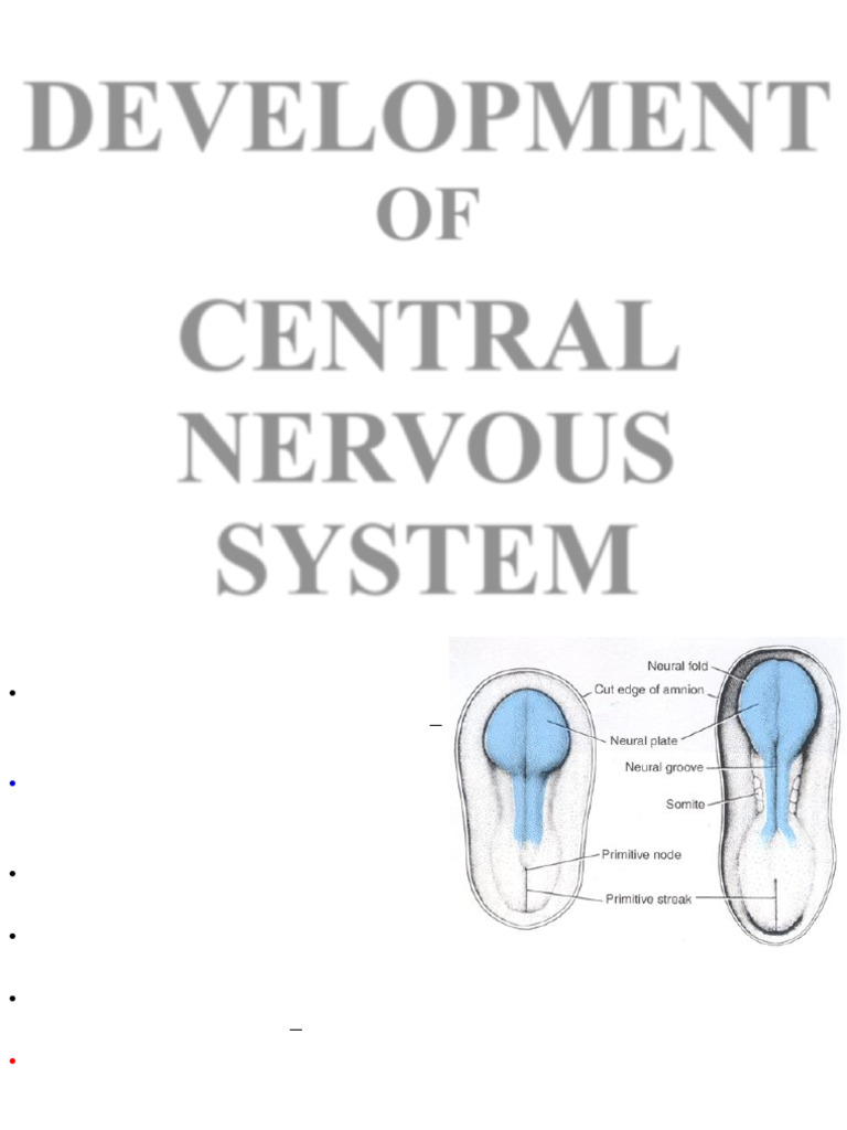 CNS Development and Spinal Anomalies | PDF | Spinal Cord | Nervous System