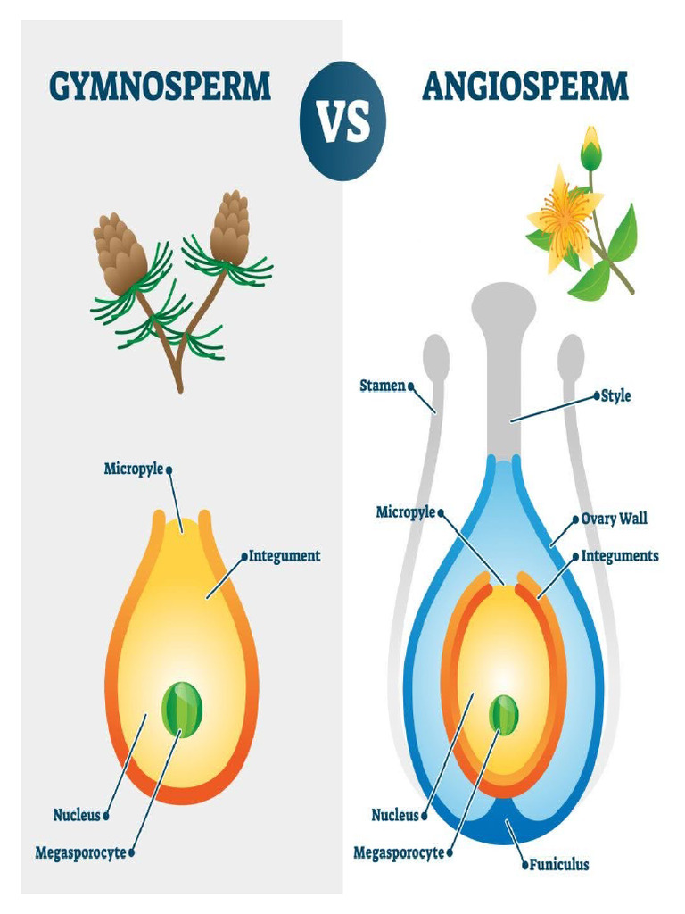 Gymnosperm vs. Angiosperm | PDF