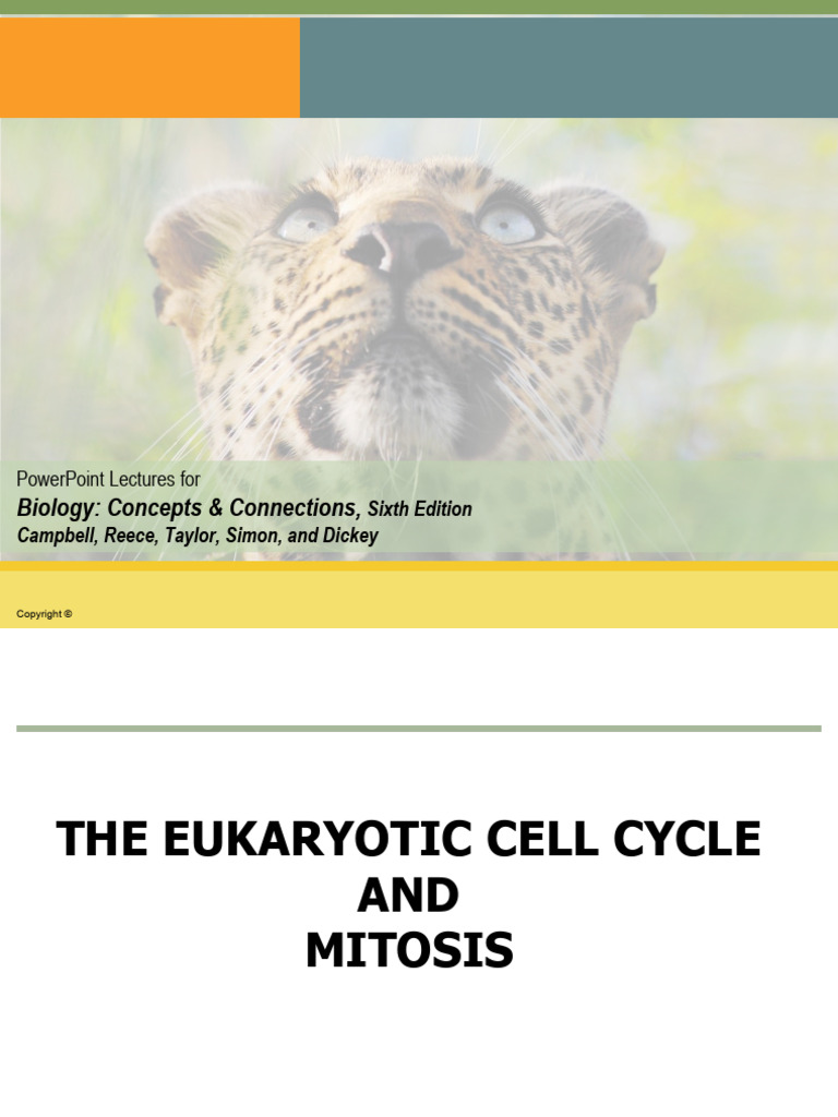 Eukaryotic Cell Cycle and Mitosis Overview | PDF | Meiosis | Mitosis