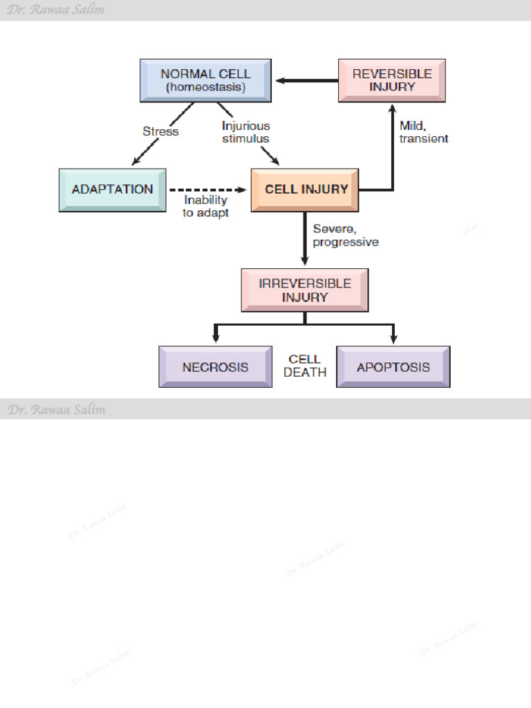 Pathophysiology - 3 Reversible Cell Injury 2025 | PDF | Necrosis | Ischemia