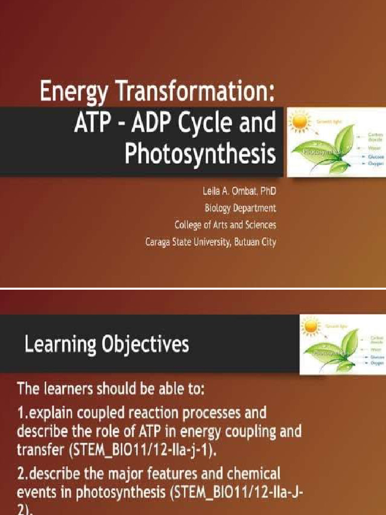 ATP and ADP Cycle | PDF