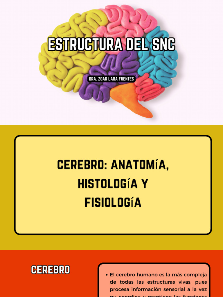 Estructura Del SNC | PDF | Cerebro | Sistema nervioso central
