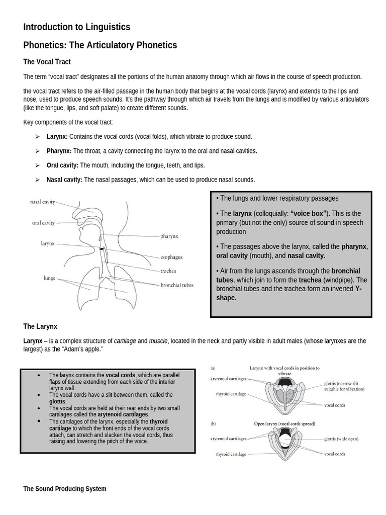 Anatomy of the Vocal Tract in Speech | PDF | Larynx | Human Voice