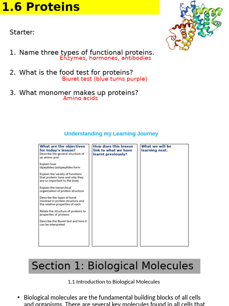 1.6 Proteins JHY | PDF | Proteins | Amino Acid