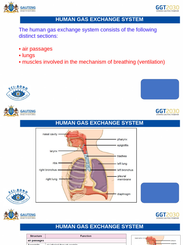 Life Sciences Gr.11 Lesson 36 Gaseous exchange (Human gas exchange ...
