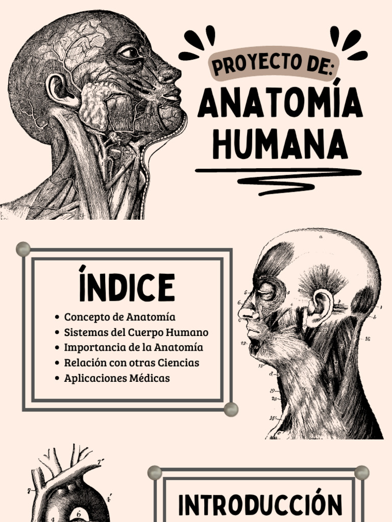 Presentación Medicina Anatomía Ilustrado Beige - 20251109 - 133531 ...