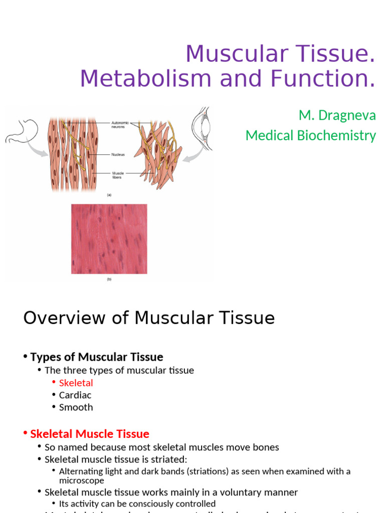 Overview of Muscular Tissue Types | PDF | Skeletal Muscle ...
