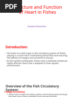 Fish Circulation: Gill and Systemic Flow | PDF | Heart | Artery