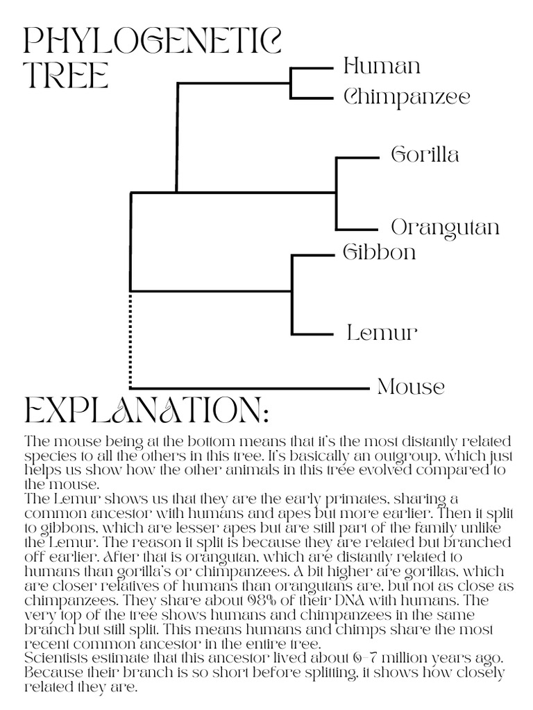 Phylogenetic Tree_20251027_235758_0000 | PDF