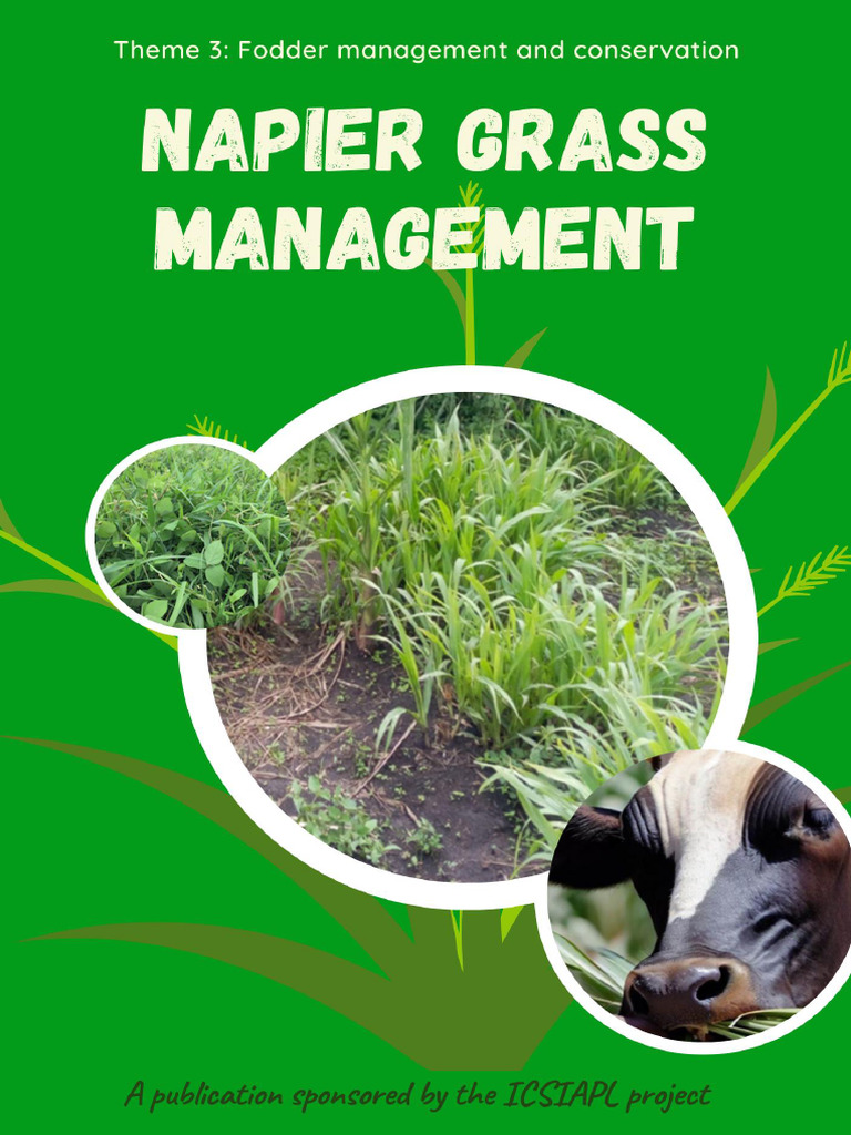 Growing Napier Grass: Best Practices Guide | PDF | Legume | Fertilizer