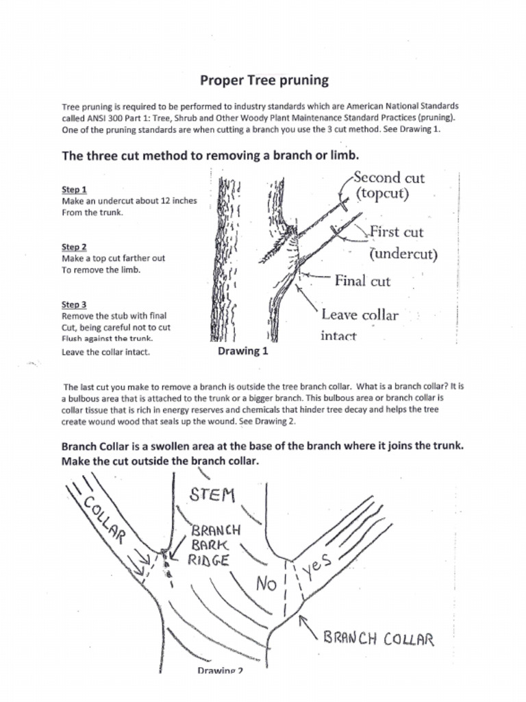 Proper Tree Pruning | PDF