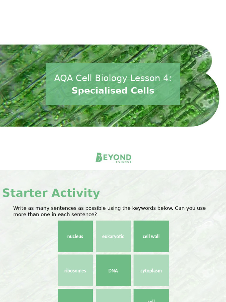 Specialised Cells in AQA Biology | PDF | Cell (Biology) | Biology