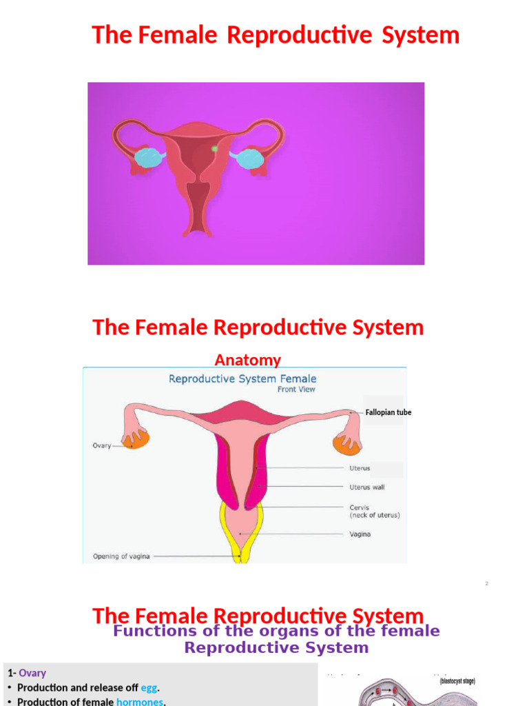 Female Reproductive System | PDF | Reproductive System | Fertilisation