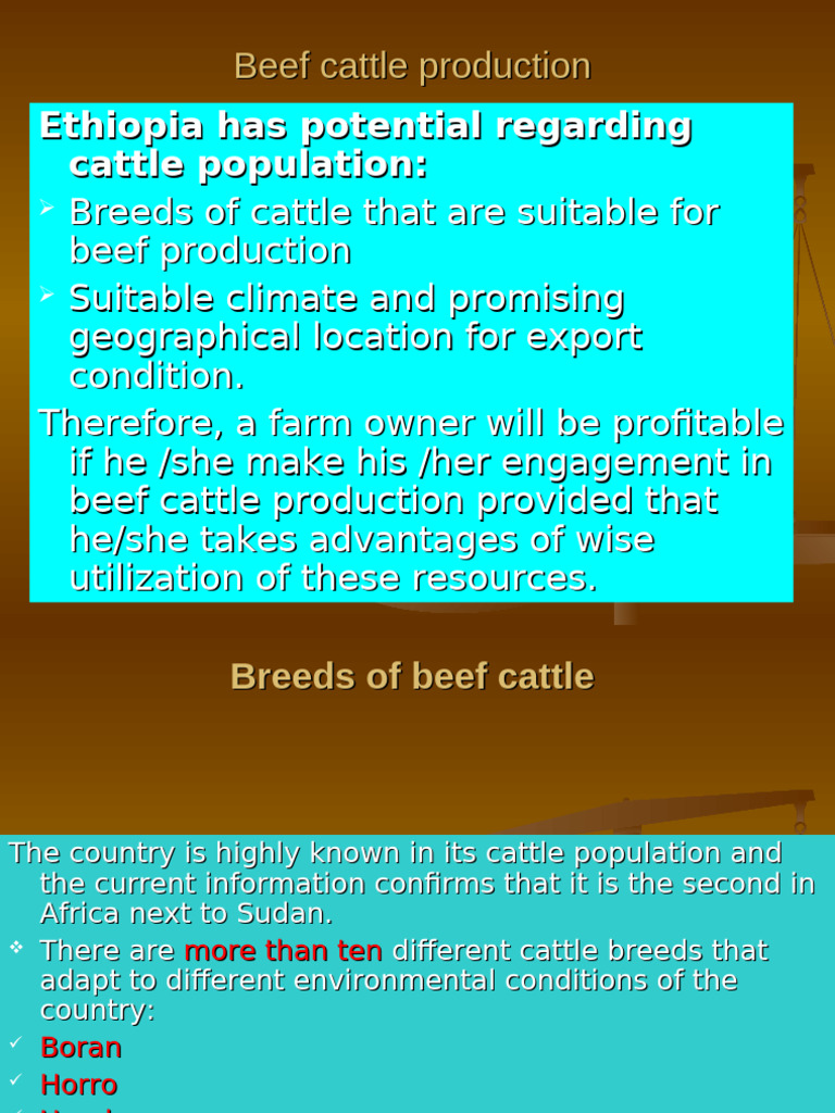 Chapter Three Beef Cattle Production | PDF | Cattle | Domesticated Animals