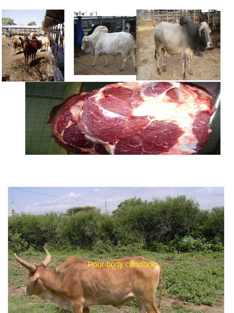 Beef Cattle Production | PDF | Animal Feed | Vertebra