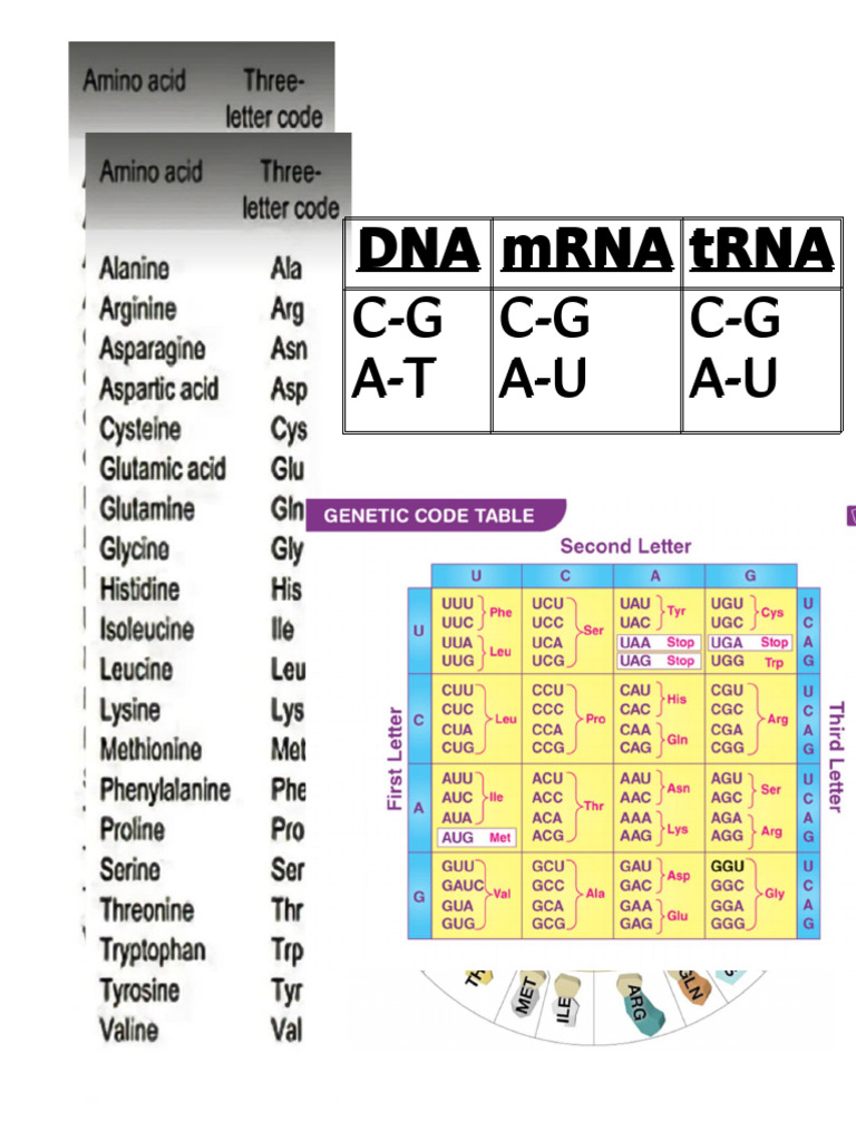 Genetic Code.. | PDF