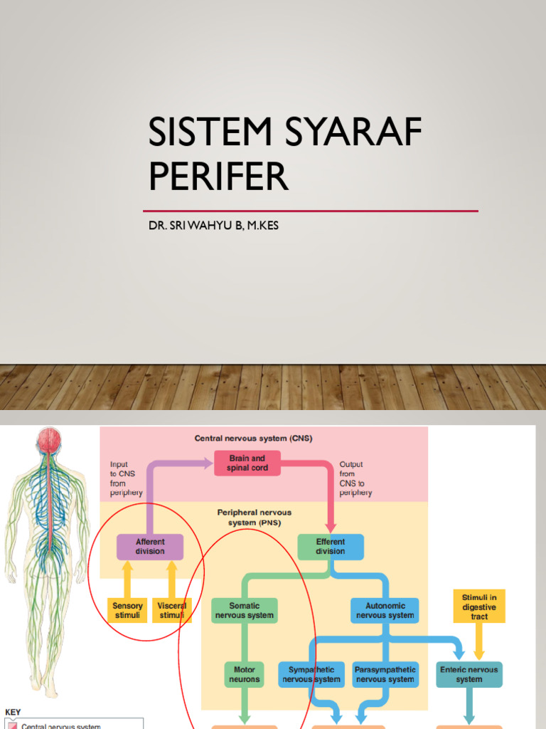 Sistem Saraf Perifer: Neuron dan Reseptor | PDF
