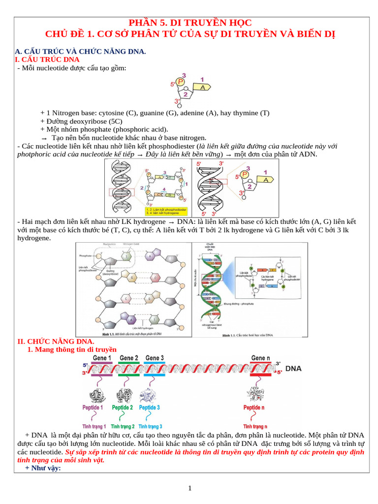 Ôn Hsg 12 - Lý Thuyết 1 | PDF