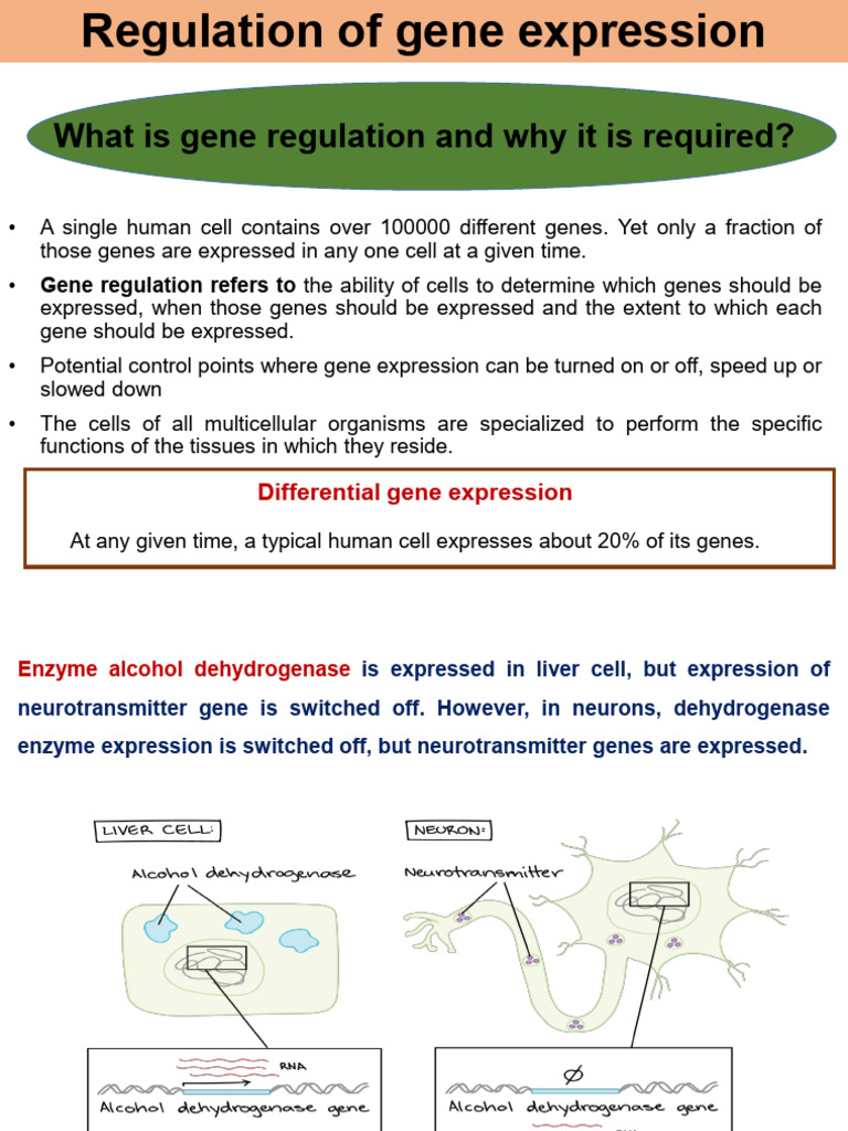 Unit 3- Regulation of Gene Expression | PDF | Regulation Of Gene ...