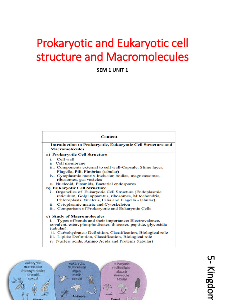 Sem 1 Unit 1 Prokaryotes - Eukaryotes and Macromolecules | PDF ...