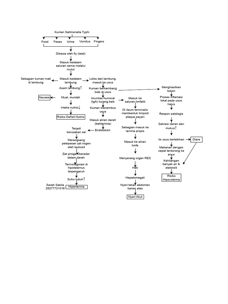 Pathway Typhoid | PDF