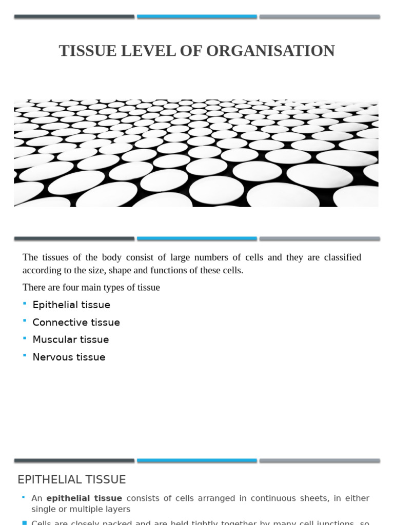 Tissue Level of Organisation | PDF | Epithelium | Muscle