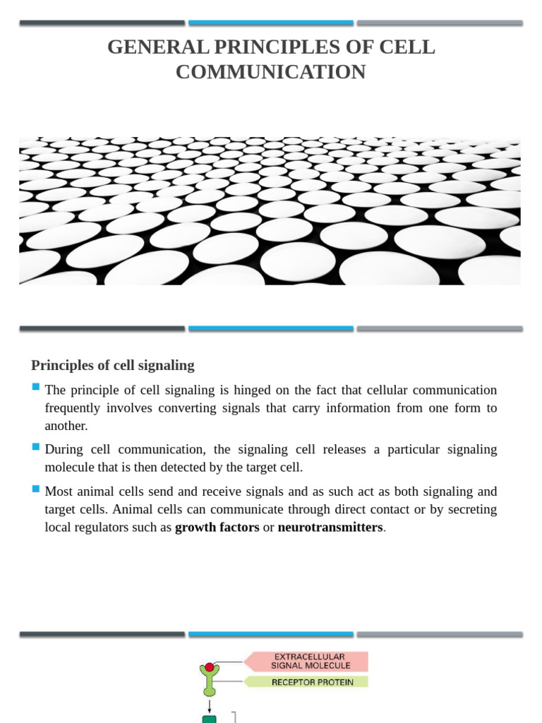 Principles of Cell Communication Explained | PDF | Cell Signaling | Hormone