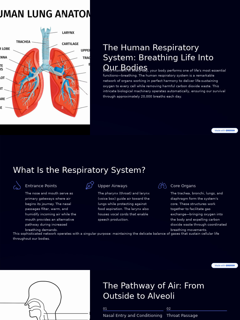 The Human Respiratory System Breathing Life Into Our Bodies | PDF ...