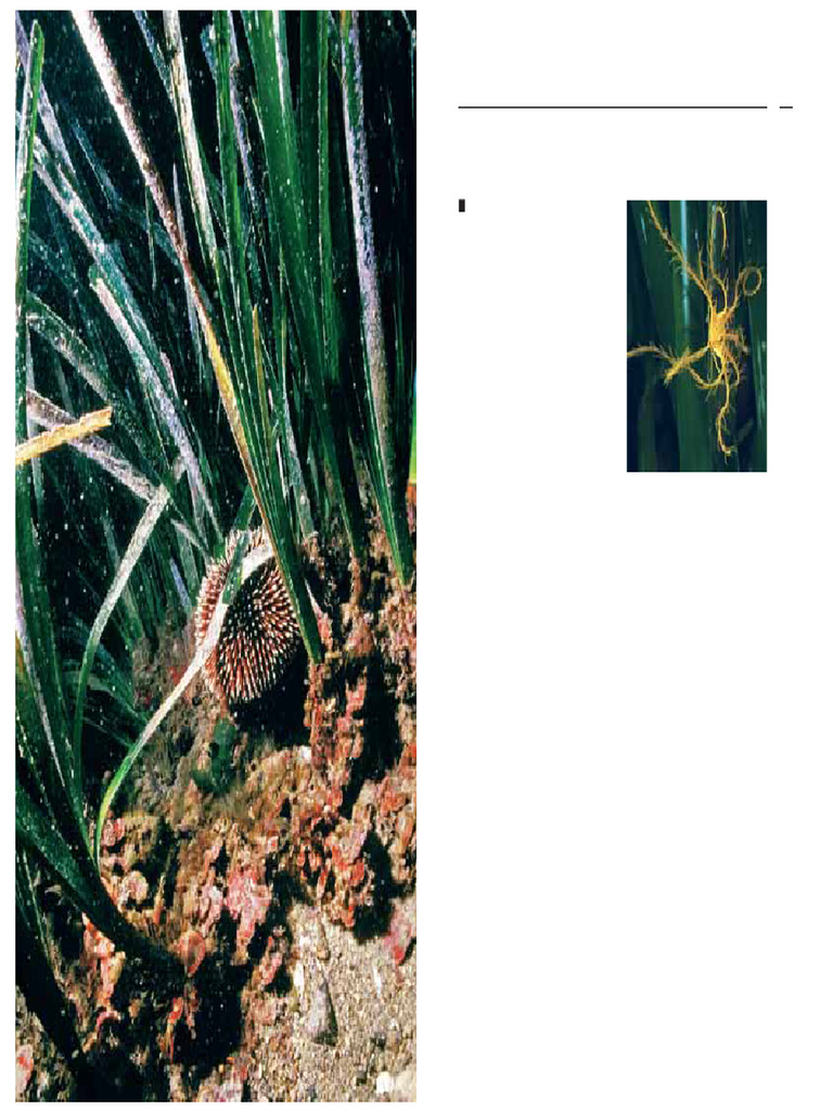 Vagile Invertebrates in Seagrass Ecosystems | PDF