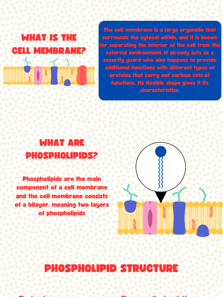 Cell Membrane Phospholipid Bilayer Biology Presentation in A Bold ...