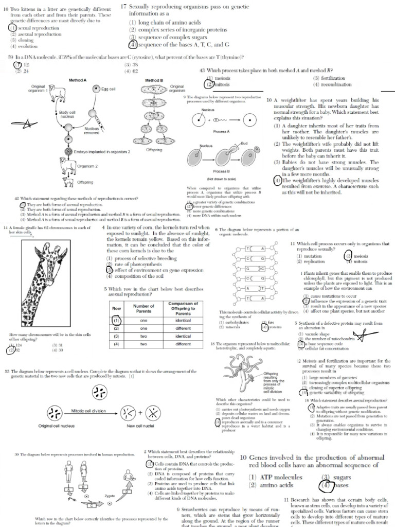 Science Regents Reproduction and Genetic Information | PDF