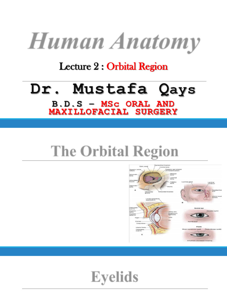 Lec.2 Orbital Region | PDF | Human Nose | Human Eye