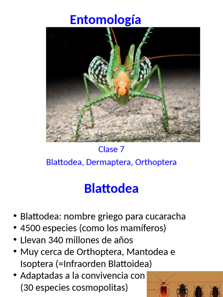 BB Clase 7 Blattodea, Dermaptera, Orthoptera, Phasmatodea | PDF ...
