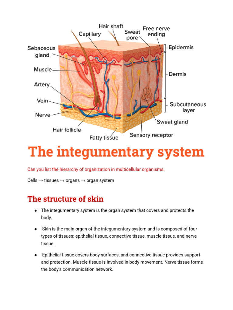 The Integumentary System | PDF | Integumentary System | Skin