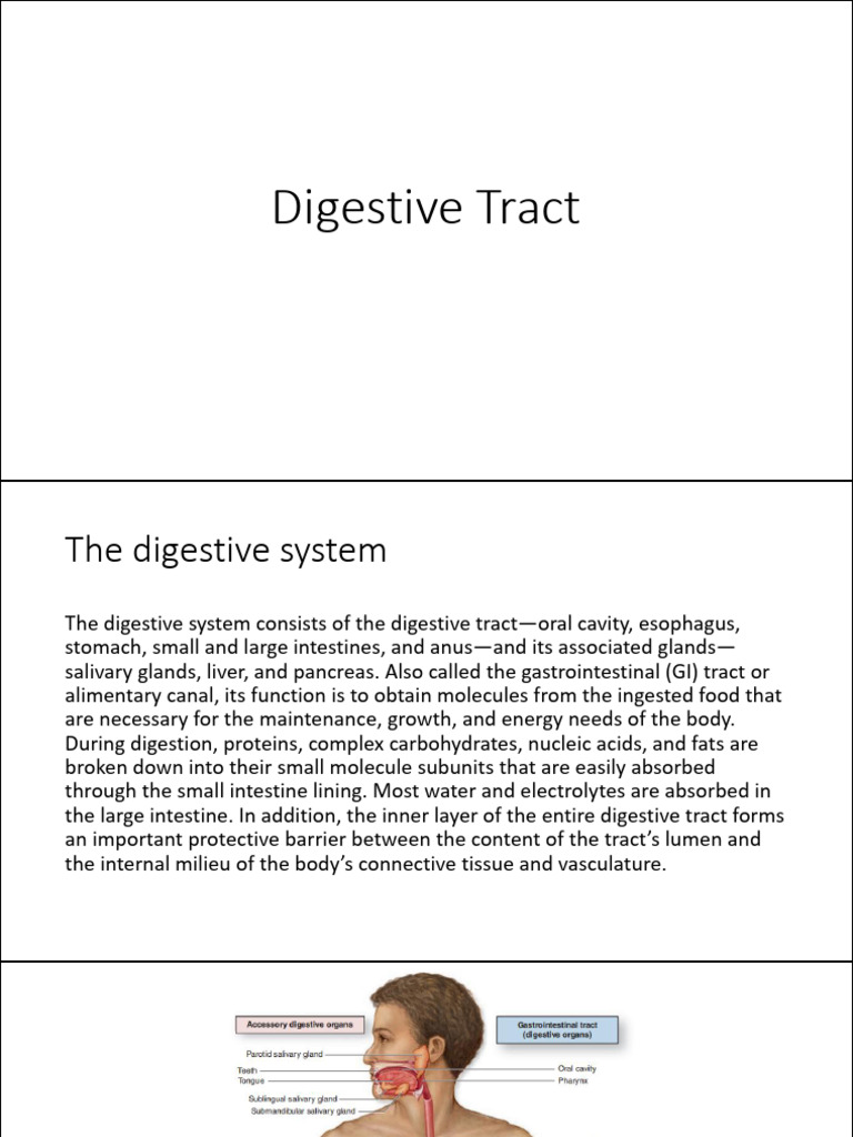 Lecture 6 - Digestive Tract 1 | PDF | Human Digestive System ...