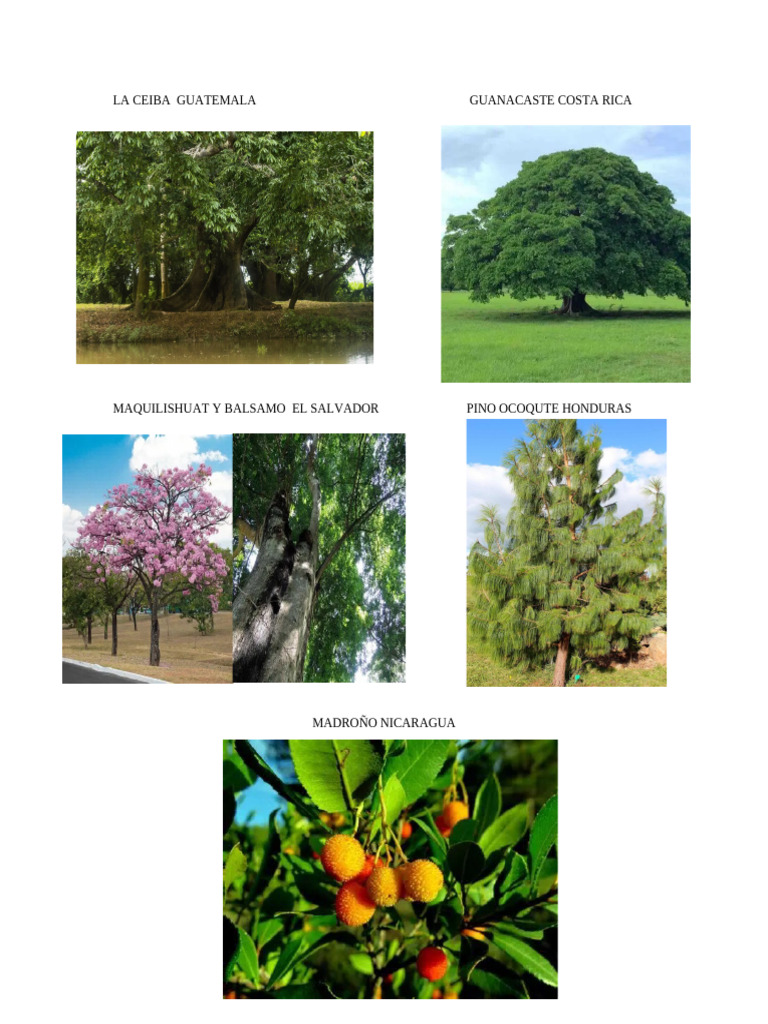 Arbol Nacional Paises Centroamericanos | PDF