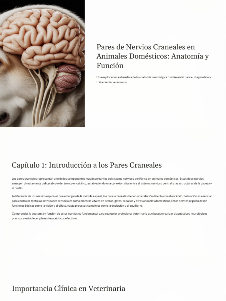 Anatomía de Pares Craneales en Veterinaria | PDF | Neurología ...