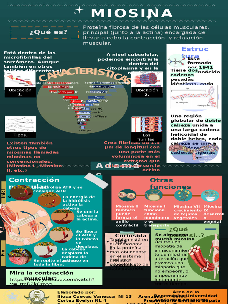 Infografía Miosina | PDF | Citoplasma | Biología