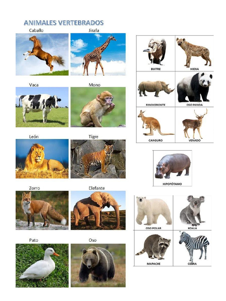 Lamina Animales Vertebrados | PDF