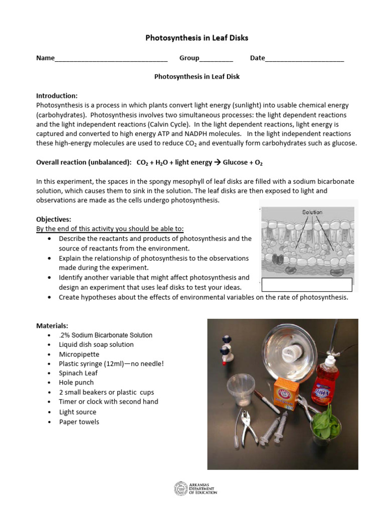 Photosynthesis Spinach Lab - ES MOD - Student | PDF | Photosynthesis ...