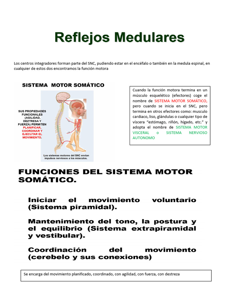 Función y Estructura del Sistema Motor | PDF | Neurona motora | Músculo