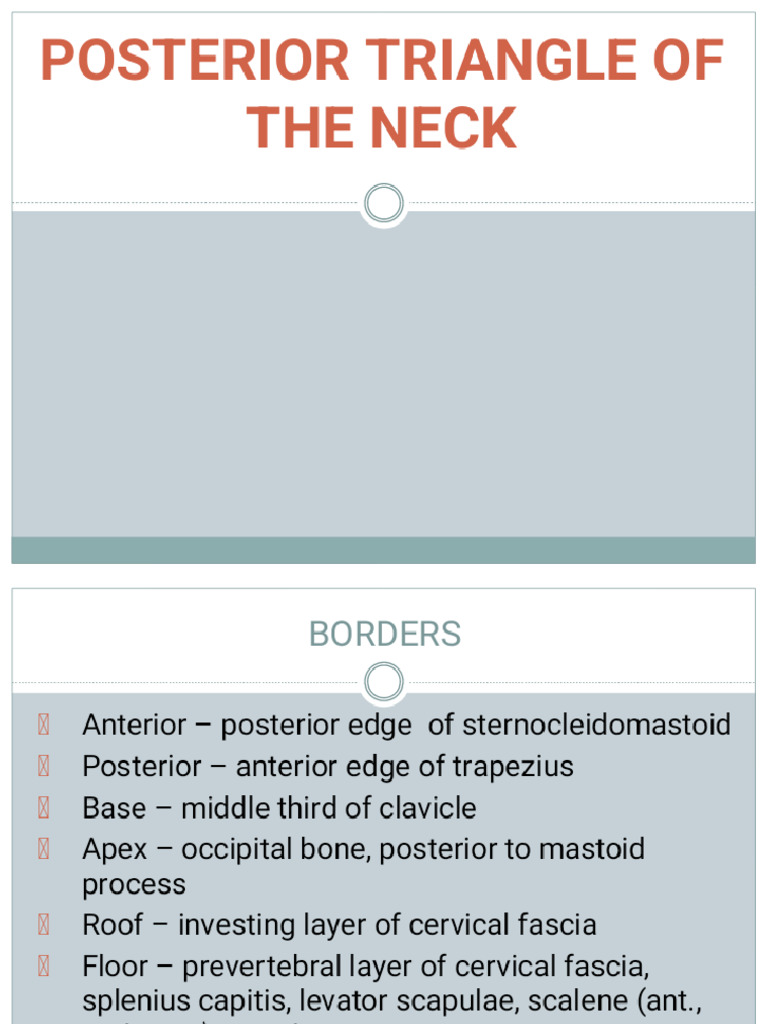 POSTERIOR TRIANGLE OF THE NECK - 102415 - Phoenix | PDF