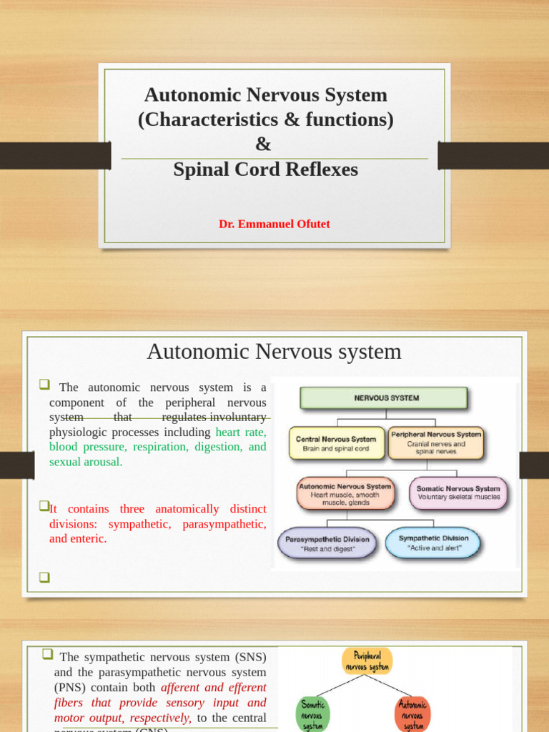 Autonomic Nervous System (Characteristics & Functions) | PDF ...