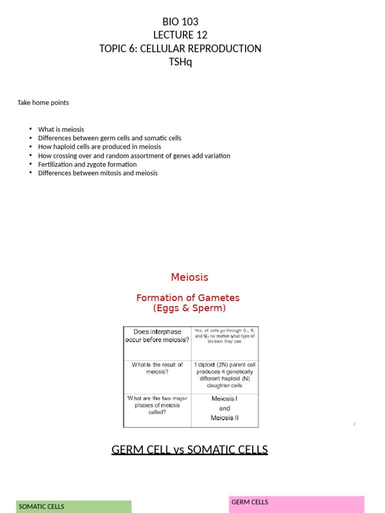 BIO 103 Lecture 12 | PDF | Meiosis | Ploidy