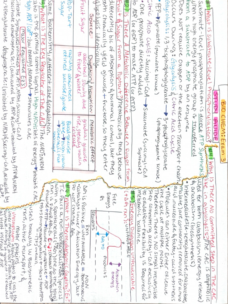 SG Biochem 3 | PDF